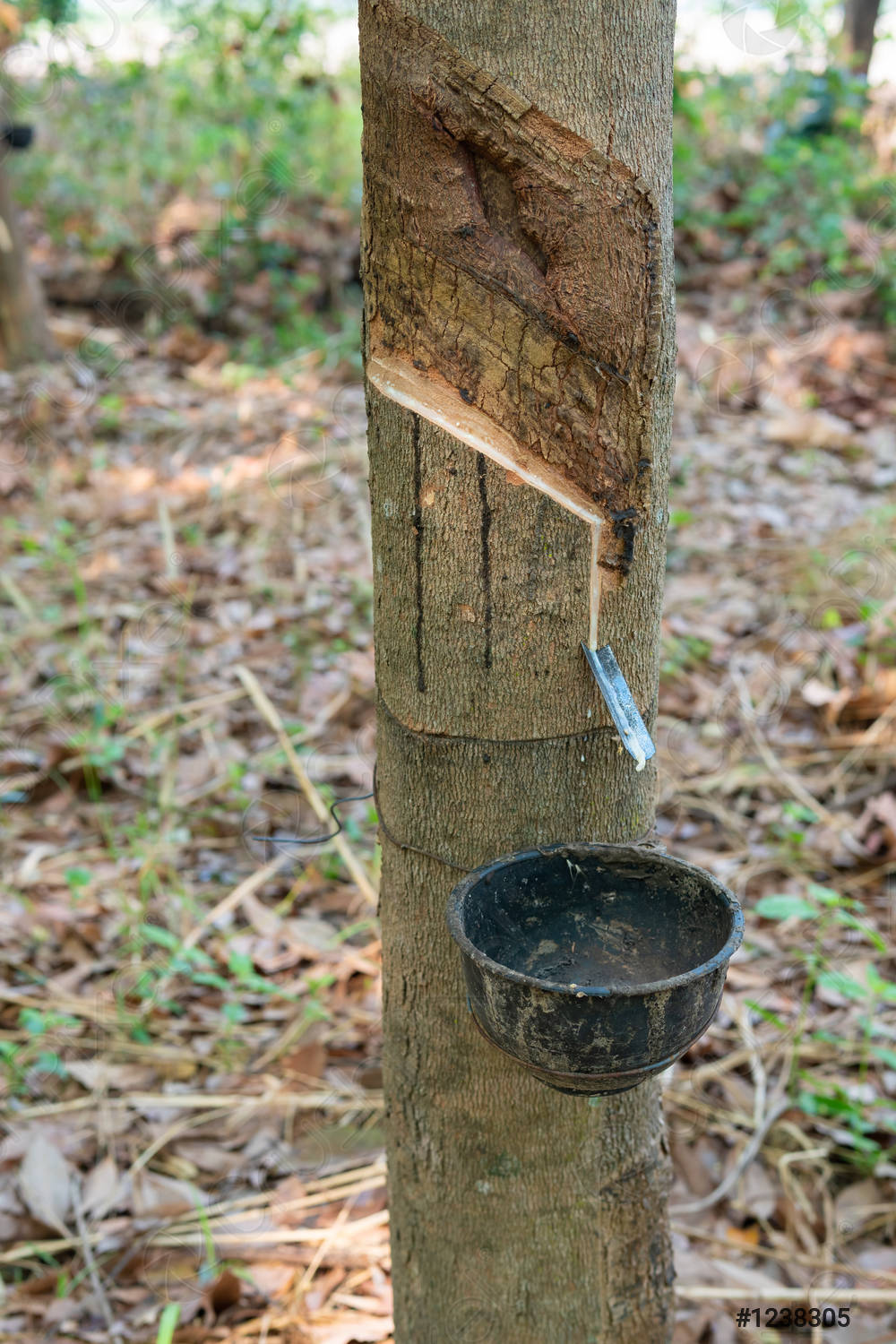 Rubber: The first major industrial commodity – The Blog of Dato' Dr ...